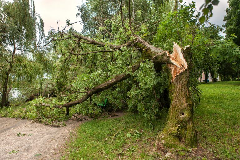 Fallen Tree in Your Yard? Your Five Immediate Next Steps | ArborTech ...