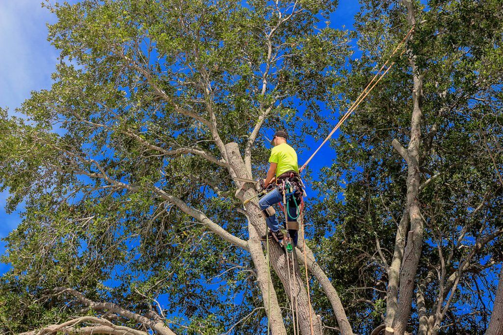8 Best Benefits of Hiring a Tree Trimming Service