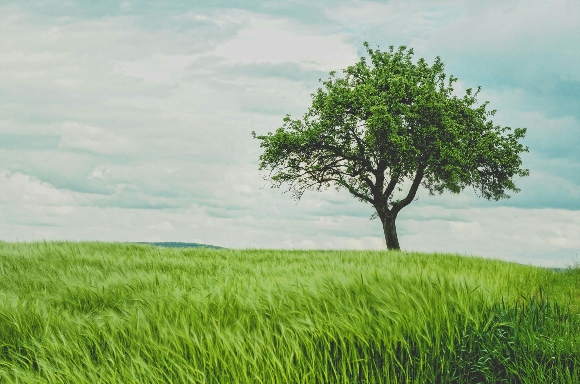 Low Maintenance to Pests: Understanding Cedar Elm Tree Pros and Cons